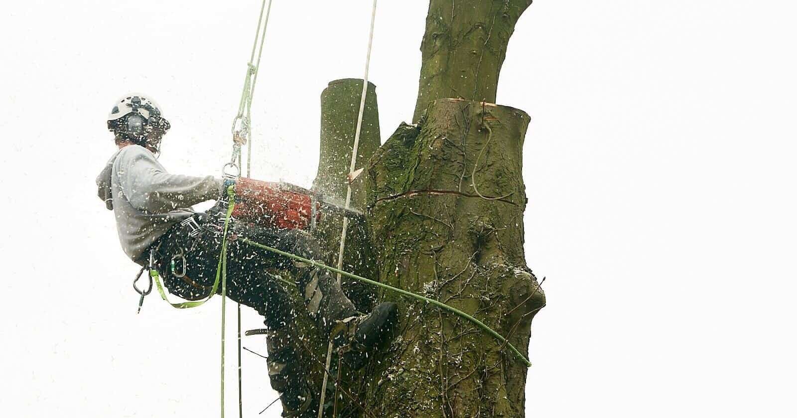 Crown lifting | JW Tree Surgery & Gardens